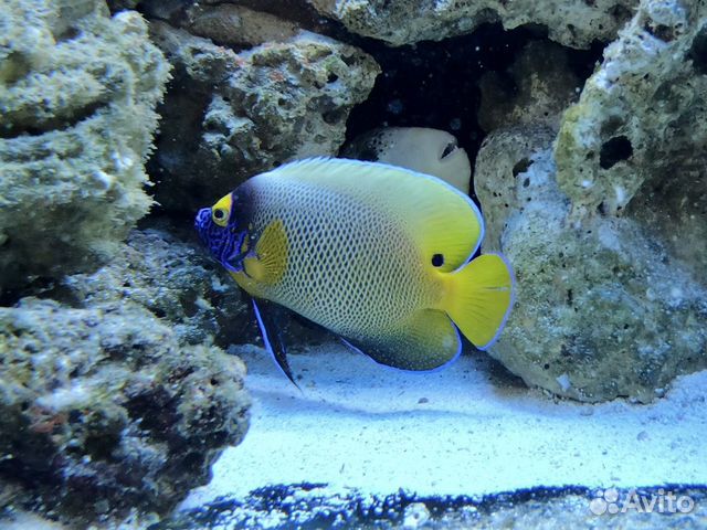 Рыба-ангел синеголовый