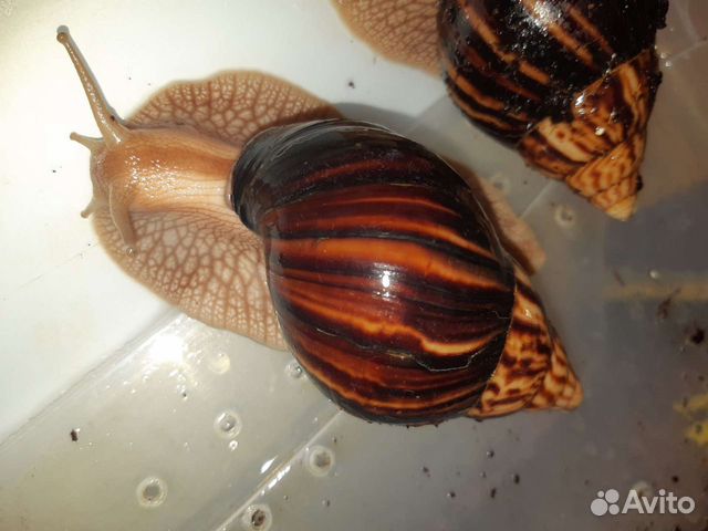 Улитки ахатины