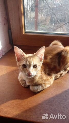 Отдам котенка в добрые руки