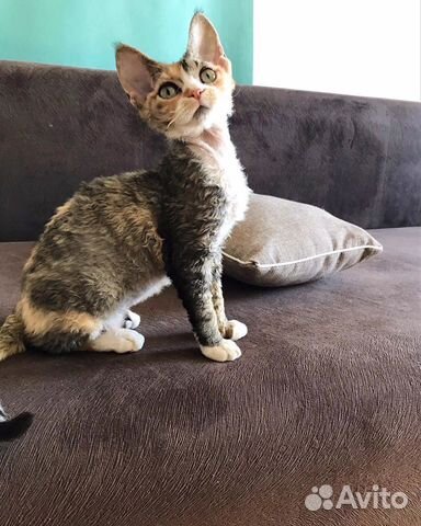 Девон-рекс кошечка