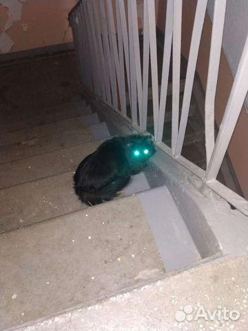 Выбросили в подъезд родственники умершей бабушки