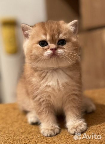 Золотой котёнок