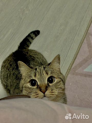 Кошка