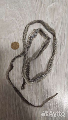 Выползок змеи