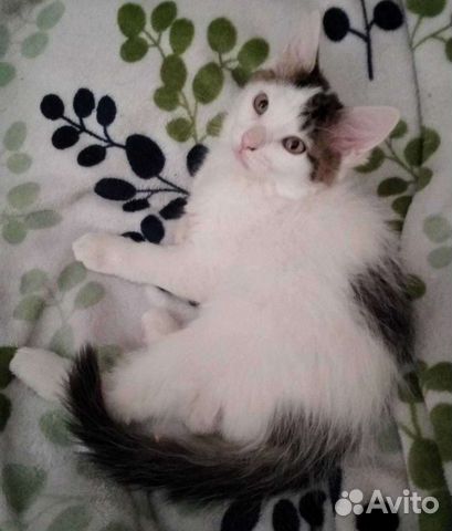 Котёнок Бруно