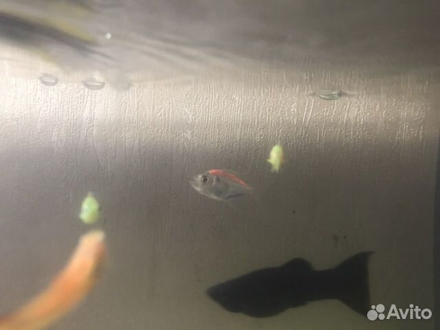 Аквариумные рыбки и растения