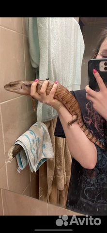 Синеязыкий сцинк