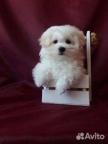 Белоснежное счастье,мини зайка