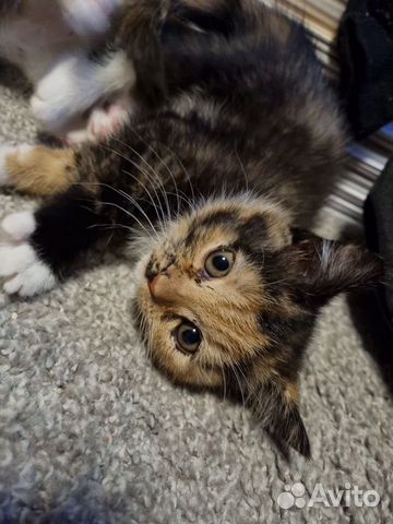 Ора ищет дом