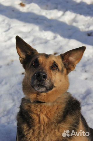 Взрослый пес Варяг ищет дом