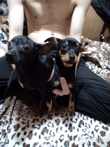 Собаки щенки той-терьер