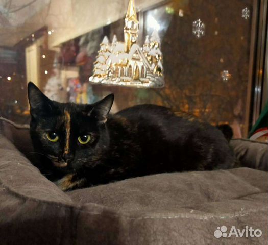 Кошка в добрые руки