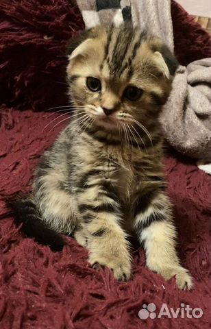 Продаётся Шотладская кошечка