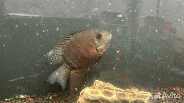 Северум 15 см