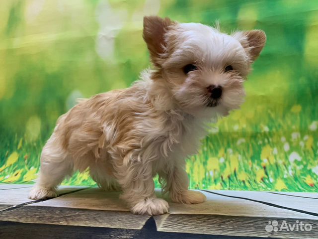 Голдаст йорк