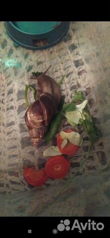 Лечебная улитка ахатины