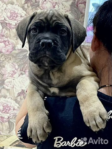 Бульмастиф