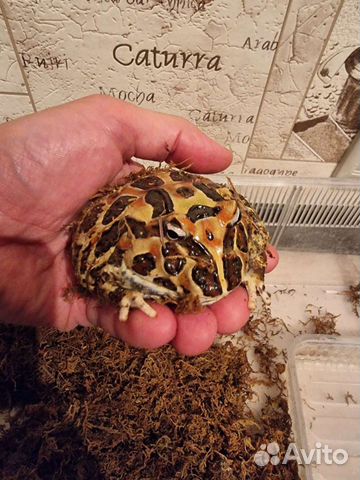 Лягушка рогатка