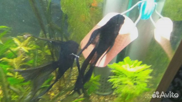 Рыбки и растения