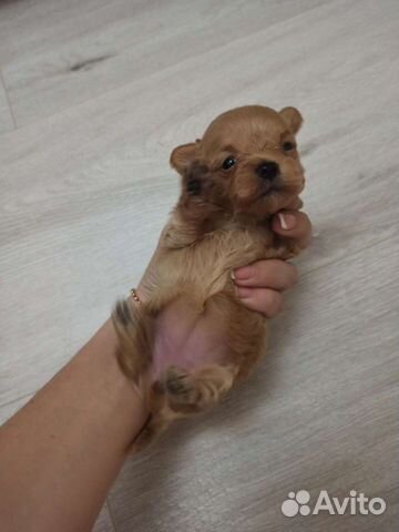 Мальтипу Ф1 extra micro девочка темная Карамель