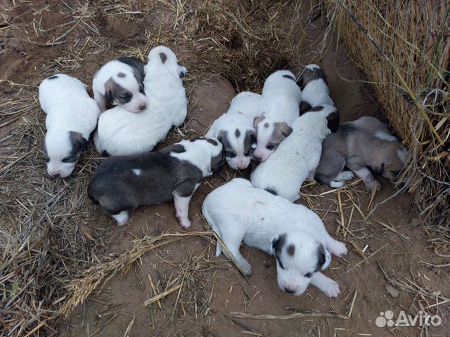 Щенки алабая