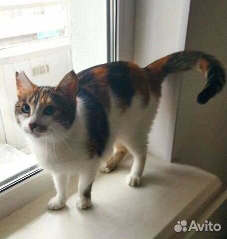Кошка тихая в добрые руки