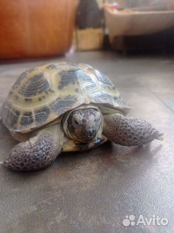 Черепаха сухопутная бесплатно