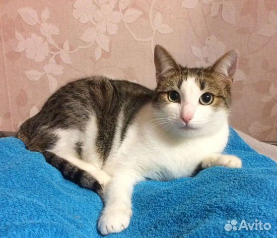 Скромная Фенечка, 2 года