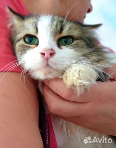 Сибирский котенок из Крыма ищет дом