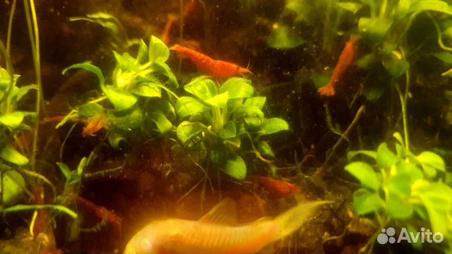 Анубиас нано, прирощенный к коряге