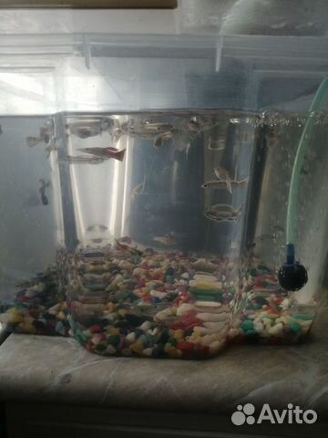 Аквариумные рыбки гуппи