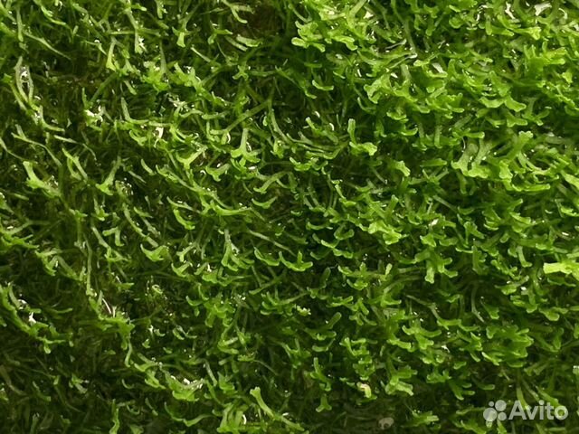 Бакопа монье, риччия, мох аквариумный