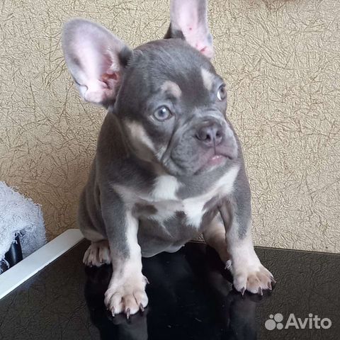Французский бульдог девочка лилак