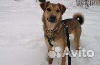 Фанта ищет дом