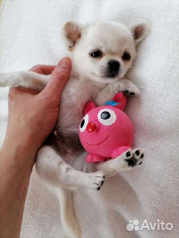 Нежный малыш Умка