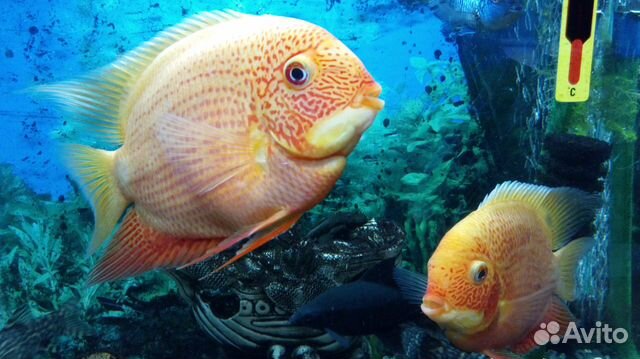 Северум Красноточечный