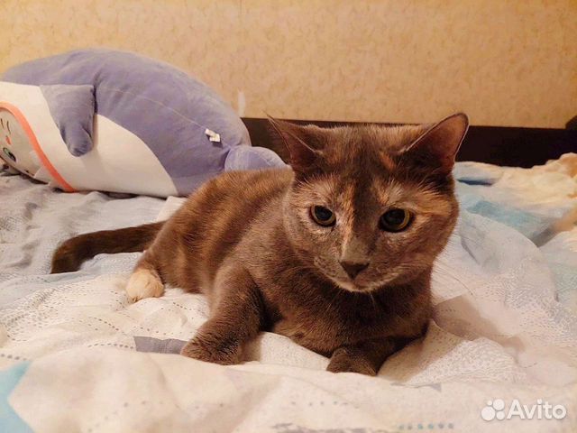 Красивая кошечка с сложной судьбой