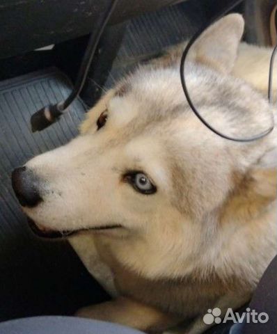 Сибирский хаски. Ищем хозяев