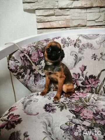 Пти брабансон и бельгийский гриффон