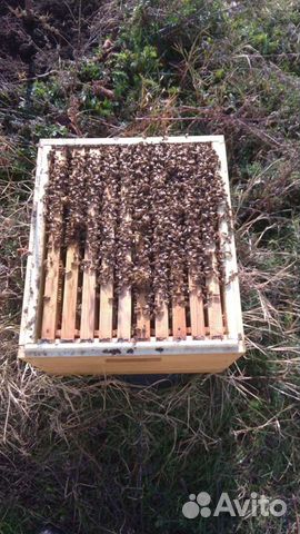 Пчелы пчелопакеты 2022