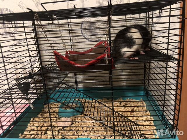 Милые крыски ищут