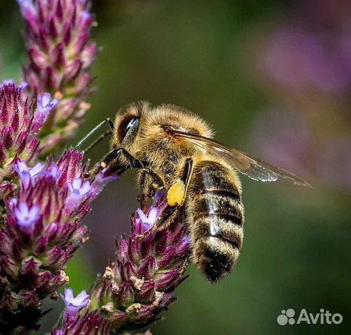 Пчелопакеты Карпатка