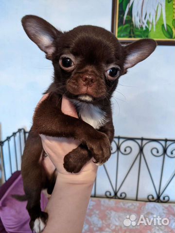 Щенок чихуахуа шоколадный