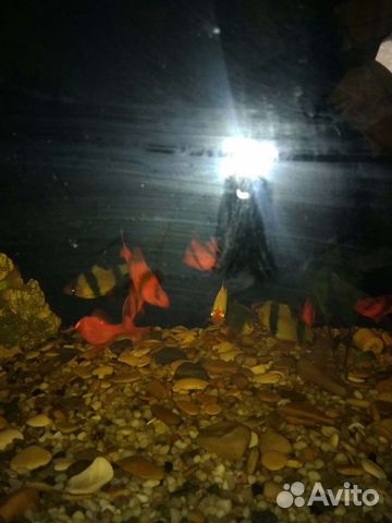 Аквариум