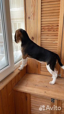 Бигль щенок