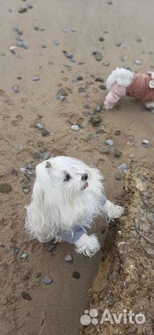 Мальтийская болонка