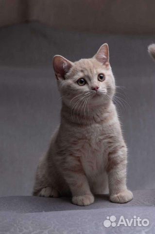 Британская короткошерстная кошка
