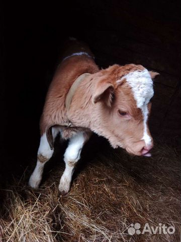 Корова, продам тёлочку