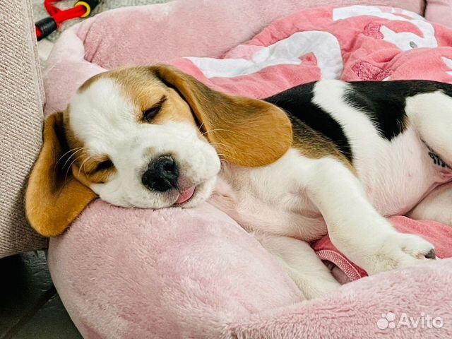 Щенки бигль