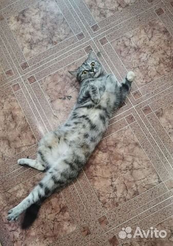 Кошка в добрые руки бесплатно